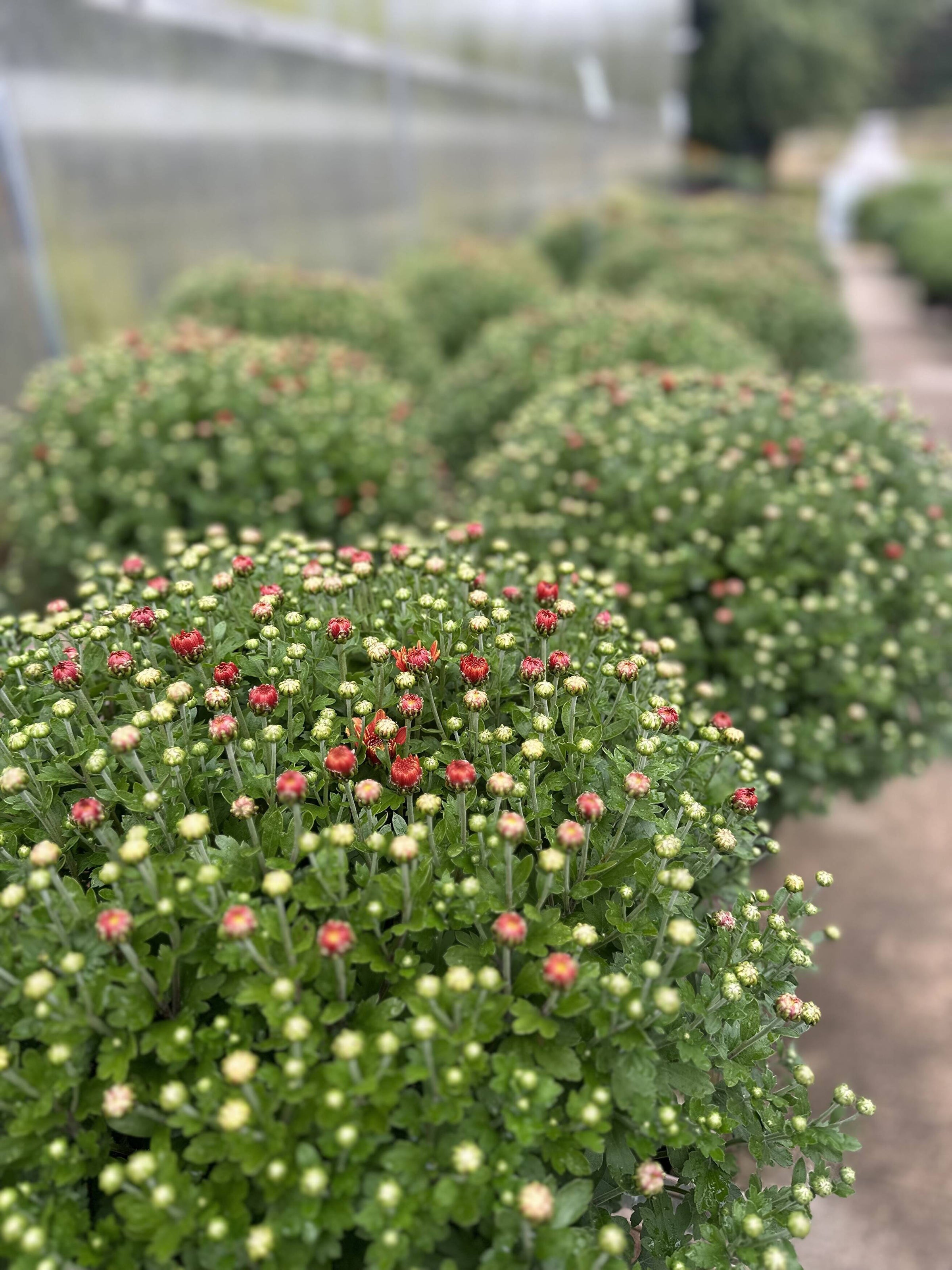 Fall in Love with Our Stunning Mums and Asters l Mazzocca's Greenhouse ...