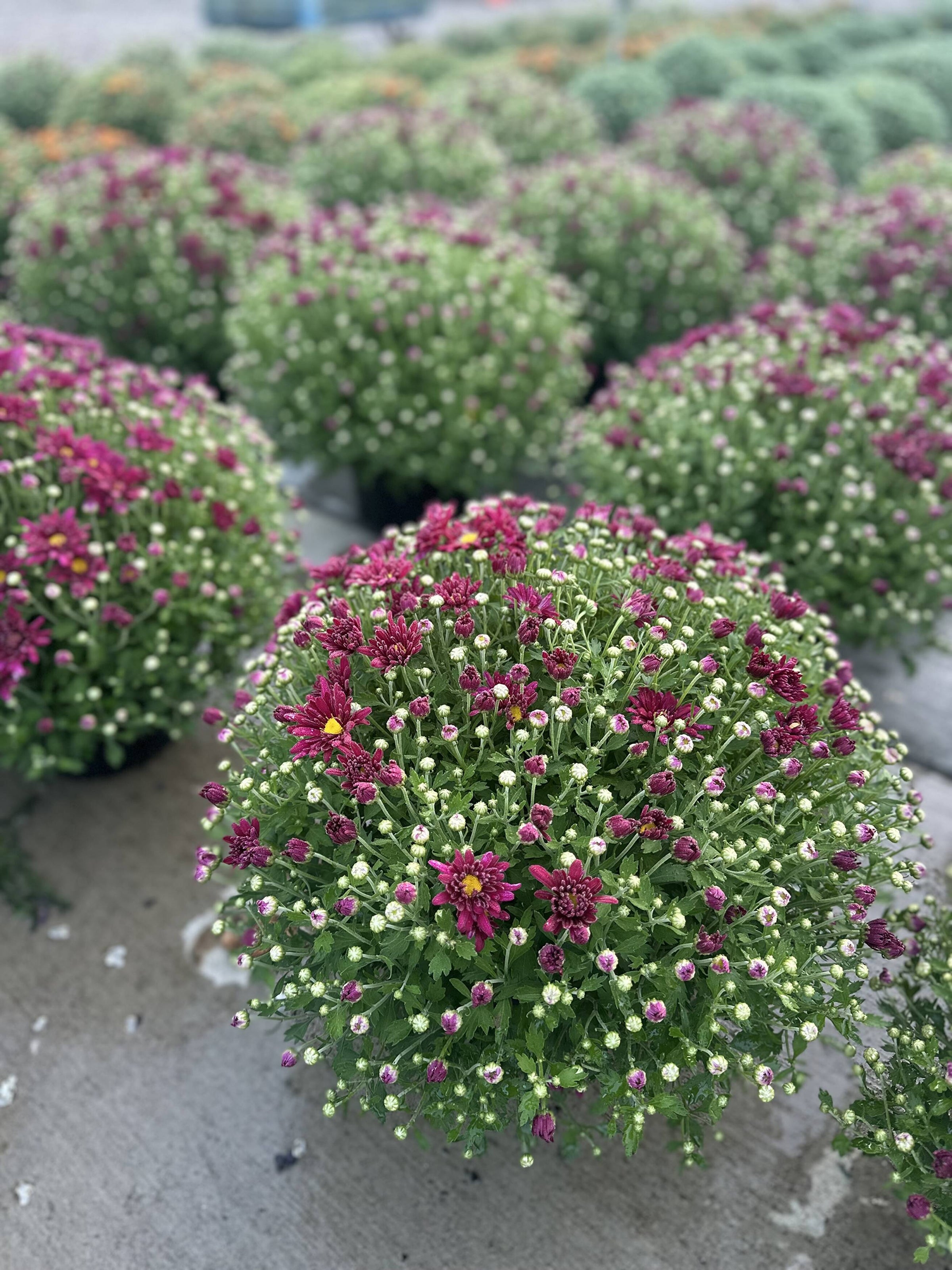 Fall in Love with Our Stunning Mums and Asters l Mazzocca's Greenhouse ...